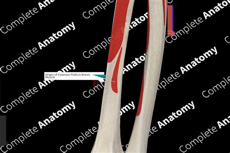 Origin Of Extensor Pollicis Brevis Muscle Complete Anatomy