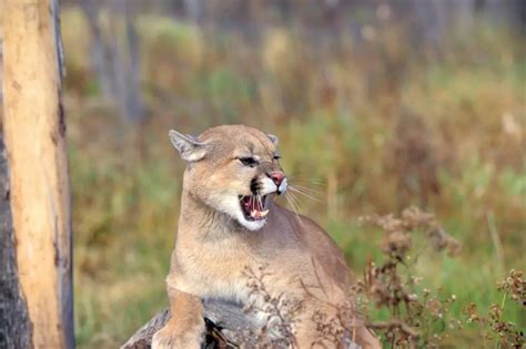 Here Kitty Kitty Homeowner Finds Wyoming Cougar At Their House