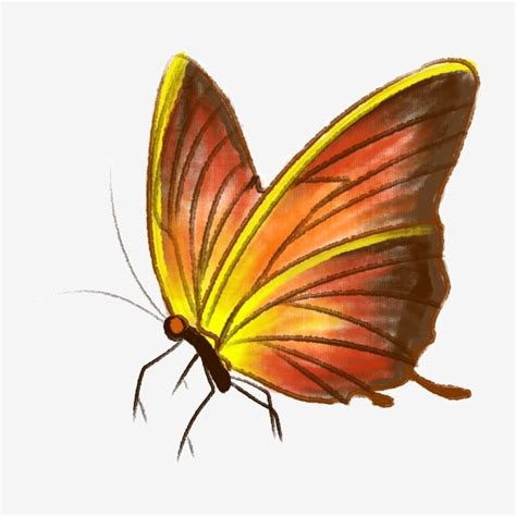 الفراشة الحمراء، رسم كاريكتوري، تصوير الفراشة، فراشة، تصوير الحيوان