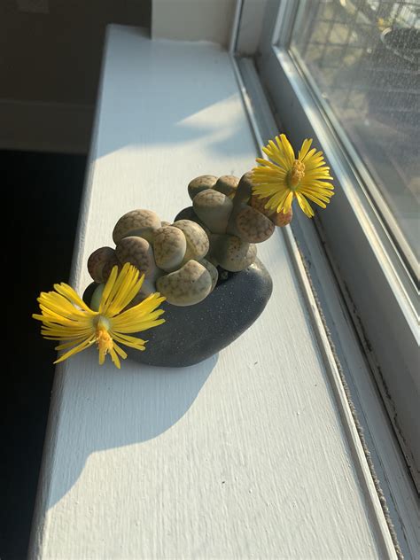 1127 Best R Lithops Images On Pholder I Was Starting To Wonder If It