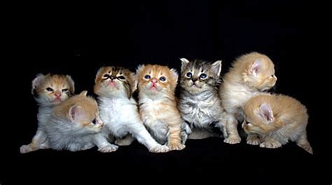 Leopard American Curl Cat Wallpaper