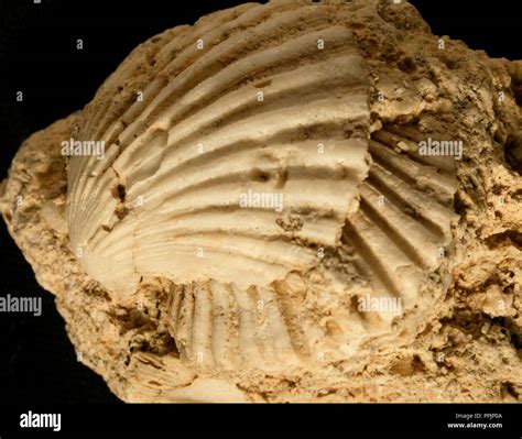 Clam Fossils Hi Res Stock Photography And Images Alamy
