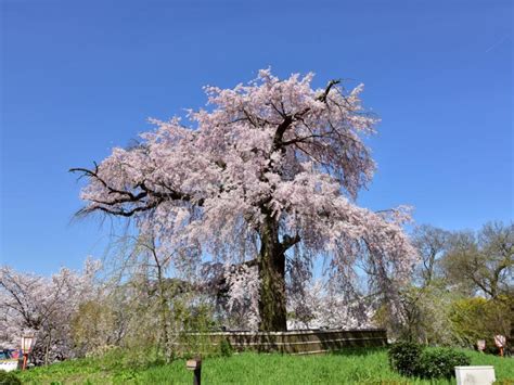 円山公園の花見桜情報2024ウェザーニュース