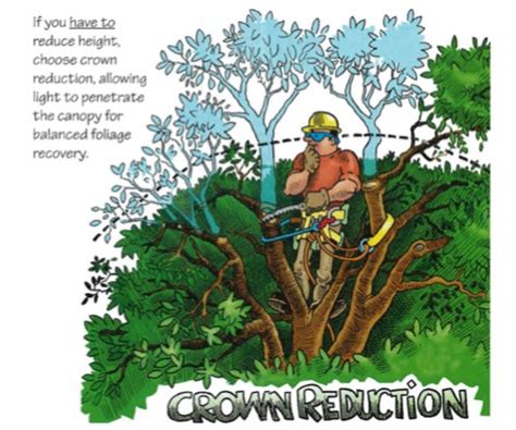 Tree Pruning Tallahassee Fielder Tree Service 850 656 8737