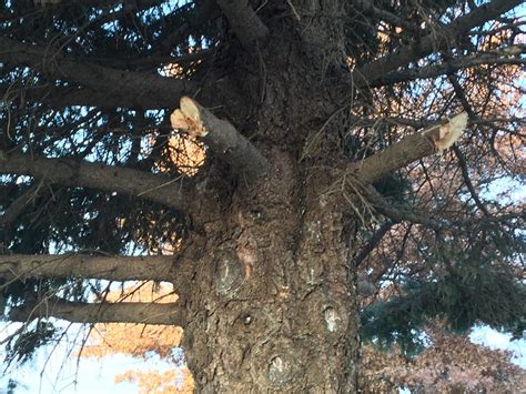 Why And When You Should Remove Tree Limbs Dengarden