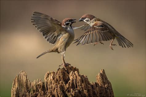 Feldsperling Forum Für Naturfotografen