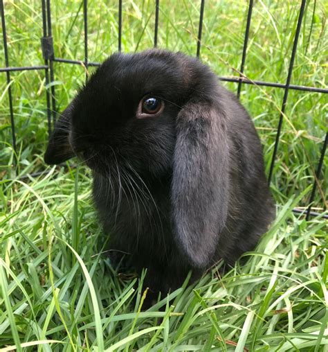 Lops