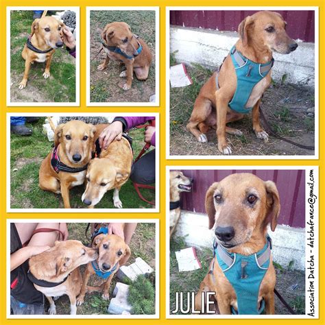 Adoption de Julie Moyen chien chien croisé moyen région Île de France