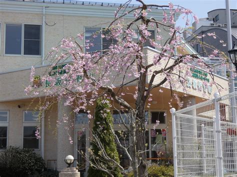P1200287 長坂保育園 八戸市 認定こども園