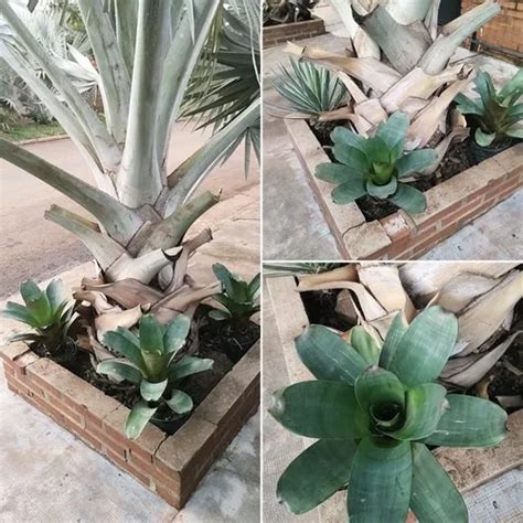 Bromelia Imperial Bromelia Gigante Alcantarea Imperialis En Venta En