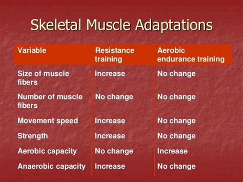 Neuromuscular Adaptations To Training