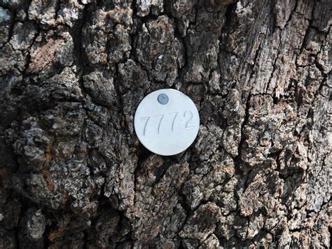 Tree Condition Risk Assessment Assured Trees