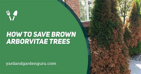 How To Save Brown Arborvitae Trees