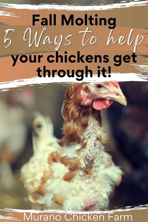 Are Your Chickens Molting 5 Ways You Can Help Artofit