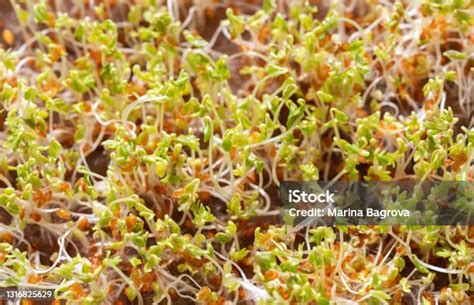 Mikrogreens Kecambah Muda Salad Penyiraman Menanam Sayuran Mikro Di