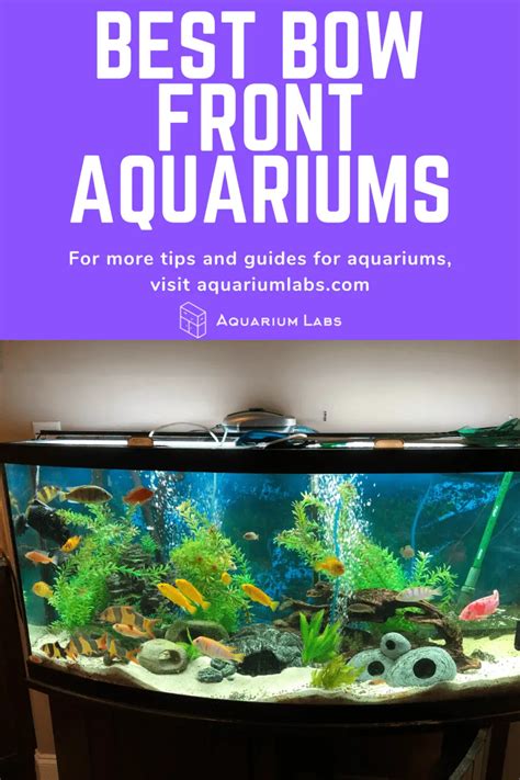 5 Best Bow Front Aquariums Of 2020 Aquarium Labs