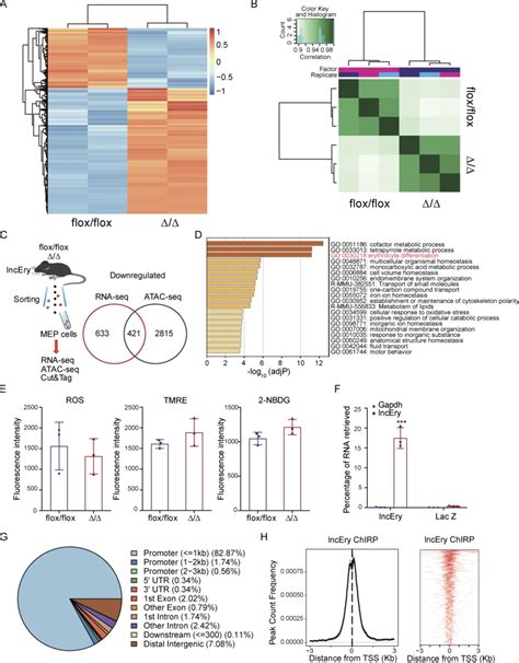 Lncery Deletion Affects Erythroid Differentiation Of Mep Cells A