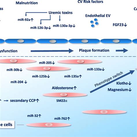 Intimal And Medial Calcification In Ckd Ckd Specific Risk Factors Are Download Scientific