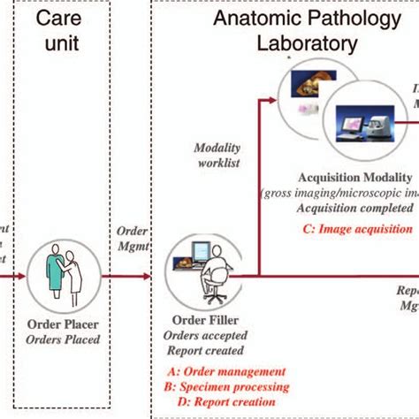 The 4 Main Steps Of The Anatomic Pathology Workflow A Order