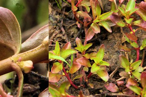 Maryland Biodiversity Project Marsh Seedbox Ludwigia Palustris