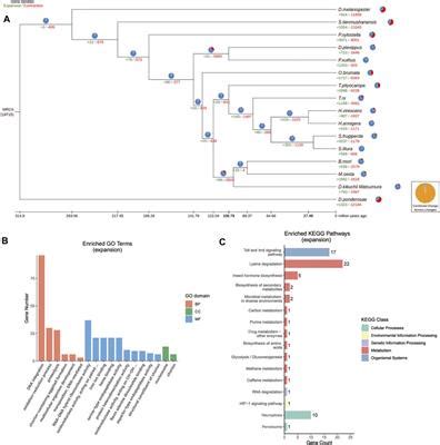 Frontiers Chromosome Level Genome Assembly Reveals Significant Gene