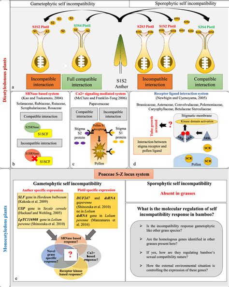 Schematic Representation Of Sexual Compatibility And The Underlying Download Scientific Diagram