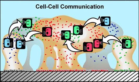 3d Cell Communication And Signal Transduction Maeda Hs Ap Biology