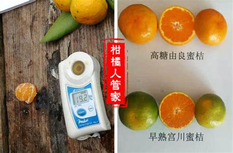 由良和宫川哪个好吃 由良蜜桔 品种 柑橘问答