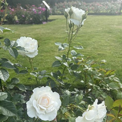 Rose Luminis Lushingtons