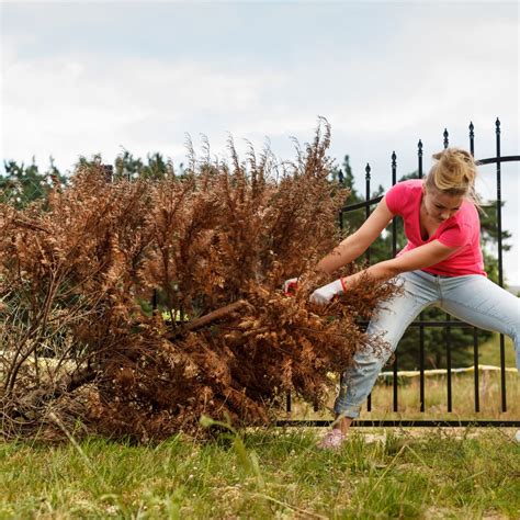 The Dos And Donts Of Tree Care 10801080 Image 3 Safety Tree Service