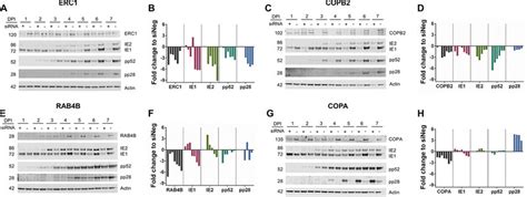 Knockdown Of Copa Results In Increase Of Pp28 Protein Expression