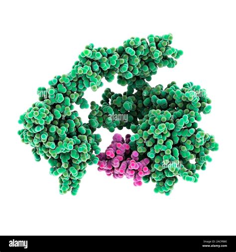 Epidermal Growth Factor Molecular Model Of Human Epidermal Growth