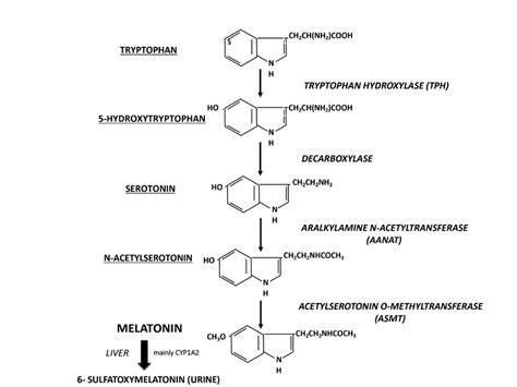 Melatonin Synthesis