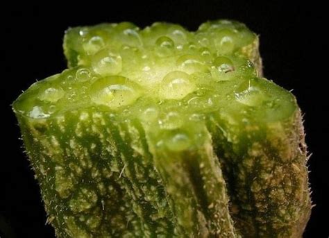 What Is Sap In A Tree Composition And Functions