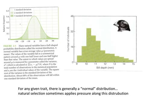 Ppt Natural Selection And Speciation Powerpoint Presentation Free Download Id 1829286