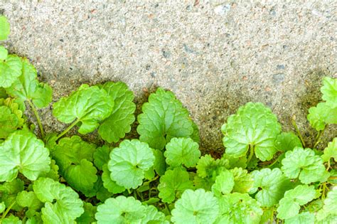 텍스트에 대한 복사 공간이있는 배경으로 금이 간 회색 콘크리트 벽에 아이비 Gourd 0명에 대한 스톡 사진 및 기타 이미지
