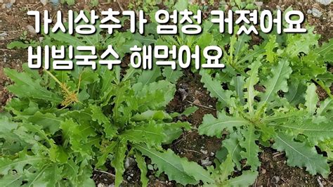 작은댁에 들깨베고 가시상추 비빔국수 해먹었어요 YouTube