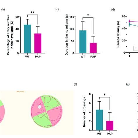 evaluation of learning and memory ability evaluation in wt and pap