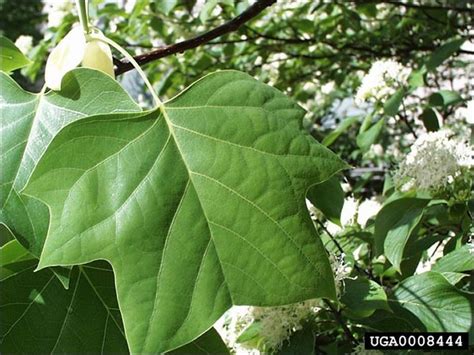 Michigan Tree Identification By Leaf Click On A Thumbnail Image Below
