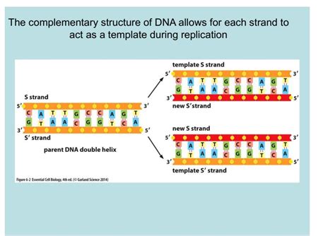 Solved Replicating Structures In Dna Can Be Observed Using Electron Microscopes Regions Being