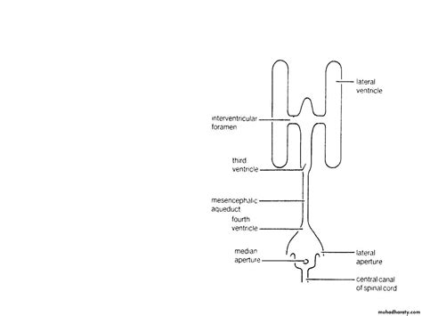 Csf Circulation Pptx D Sara Muhadharaty