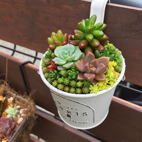 太可愛了吧！精選三家多肉植物的咖啡店，用美食和多肉療癒你的心！ 女生集合 Tagsis
