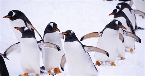 adeolu oluade on linkedin thank you for all the impressions on our