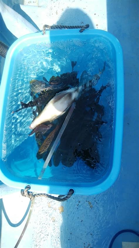 洲崎栄の浦港 早川丸 イサキ HM