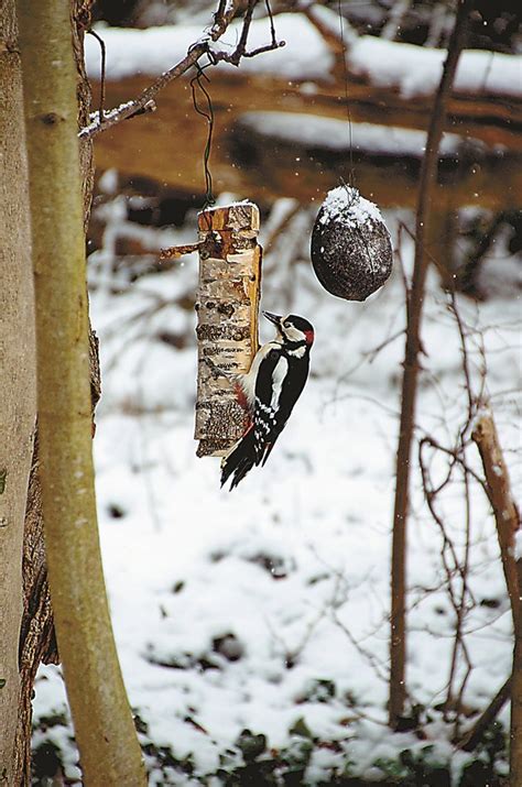 За да се радвате на птиците в двора и догодина хранете ги Български Фермер