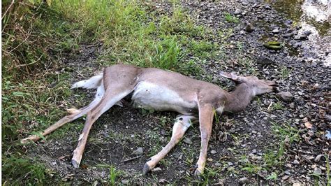 9 Deer Diseases Every Hunter Should Know Outdoor Life
