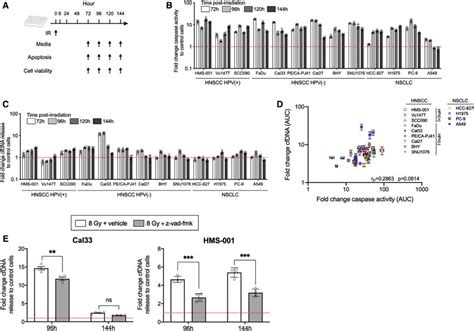 Delayed Release Of Cfdna Following Genotoxic Stress In Vitro A
