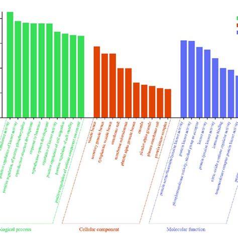 Visualization Of Gene Ontology Go Enrichment Analysis Biological