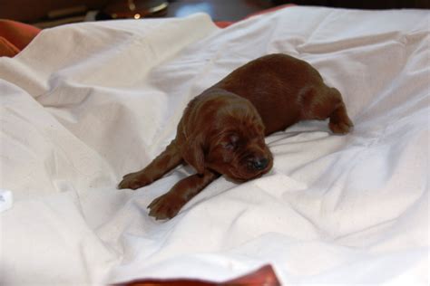 Young Red Chili Peppers Rayman Dappes Schwarz