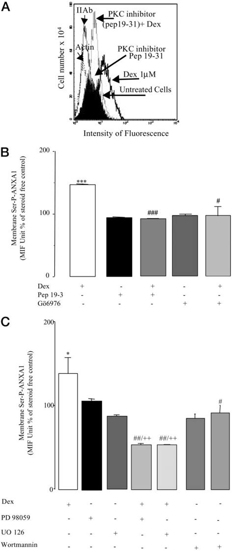 Effects Of A And B The Pkc Inhibitors Pkc 19 31 100 Nm And Gö 6976